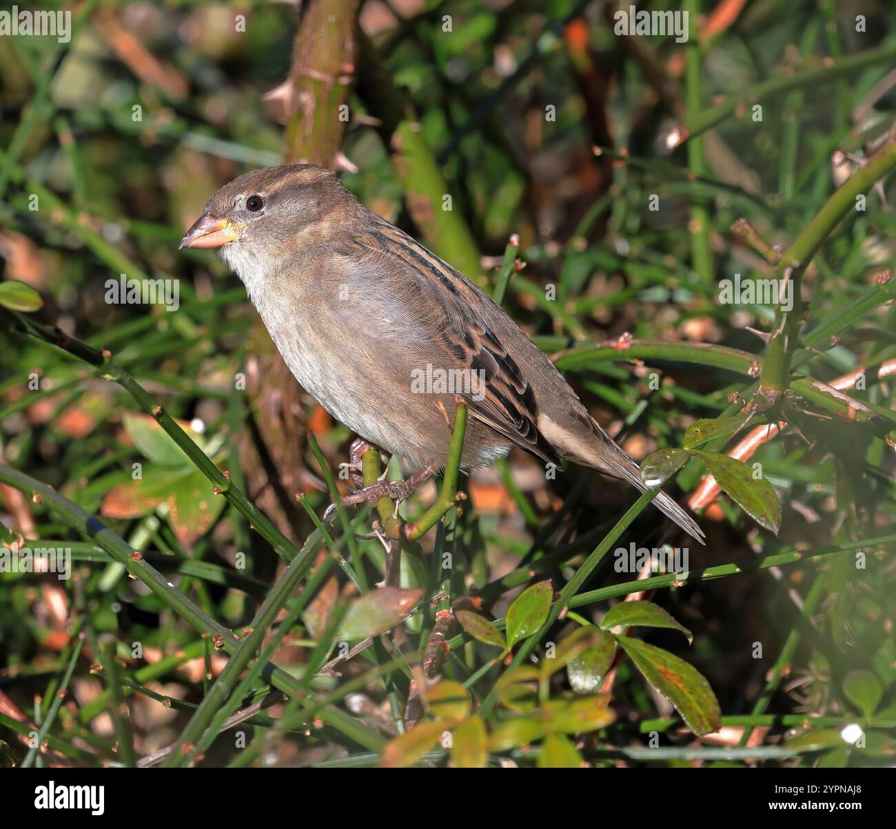 A female House Sparrow (Passer Domesticus Stock Photo - Alamy