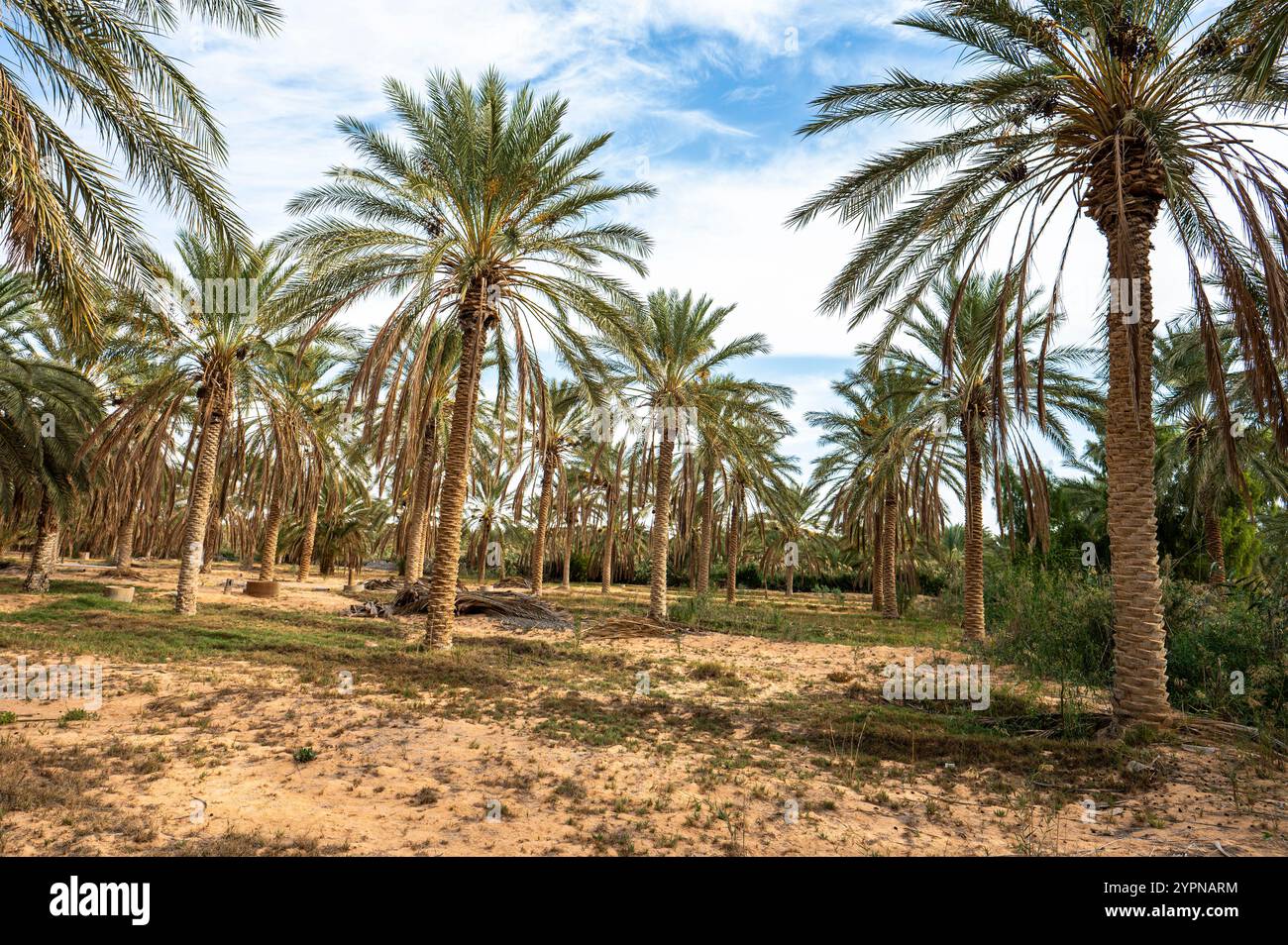 Date Palm Oasis near the city of Douz, Tunisia Stock Photo - Alamy