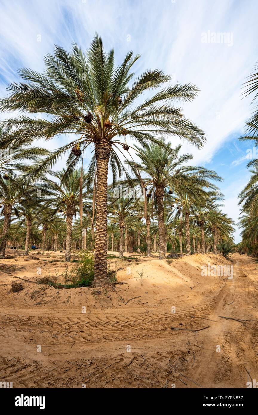 Date Palm Oasis near the city of Douz, Tunisia Stock Photo - Alamy