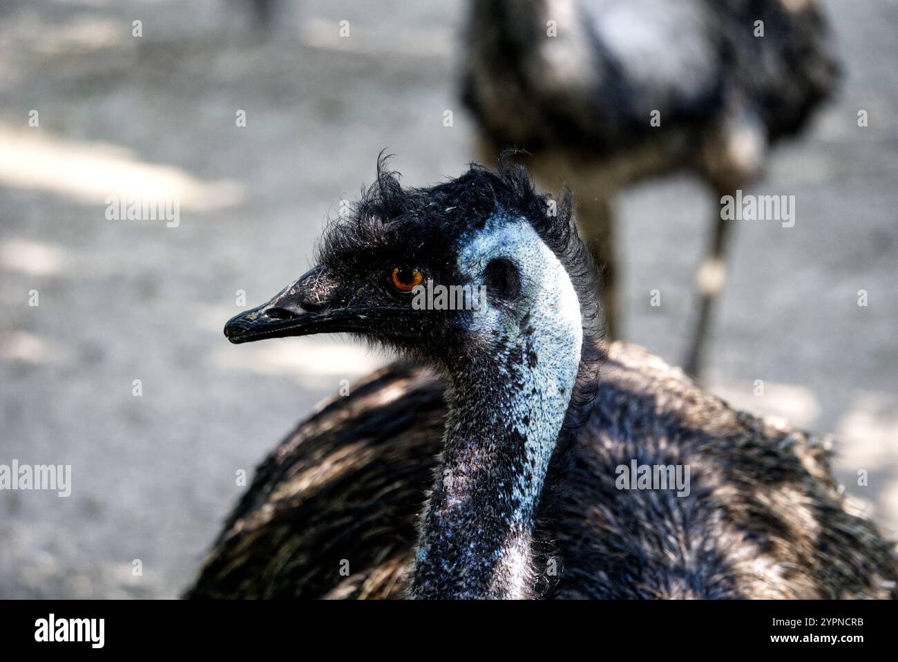face of a emu bird Stock Photo - Alamy