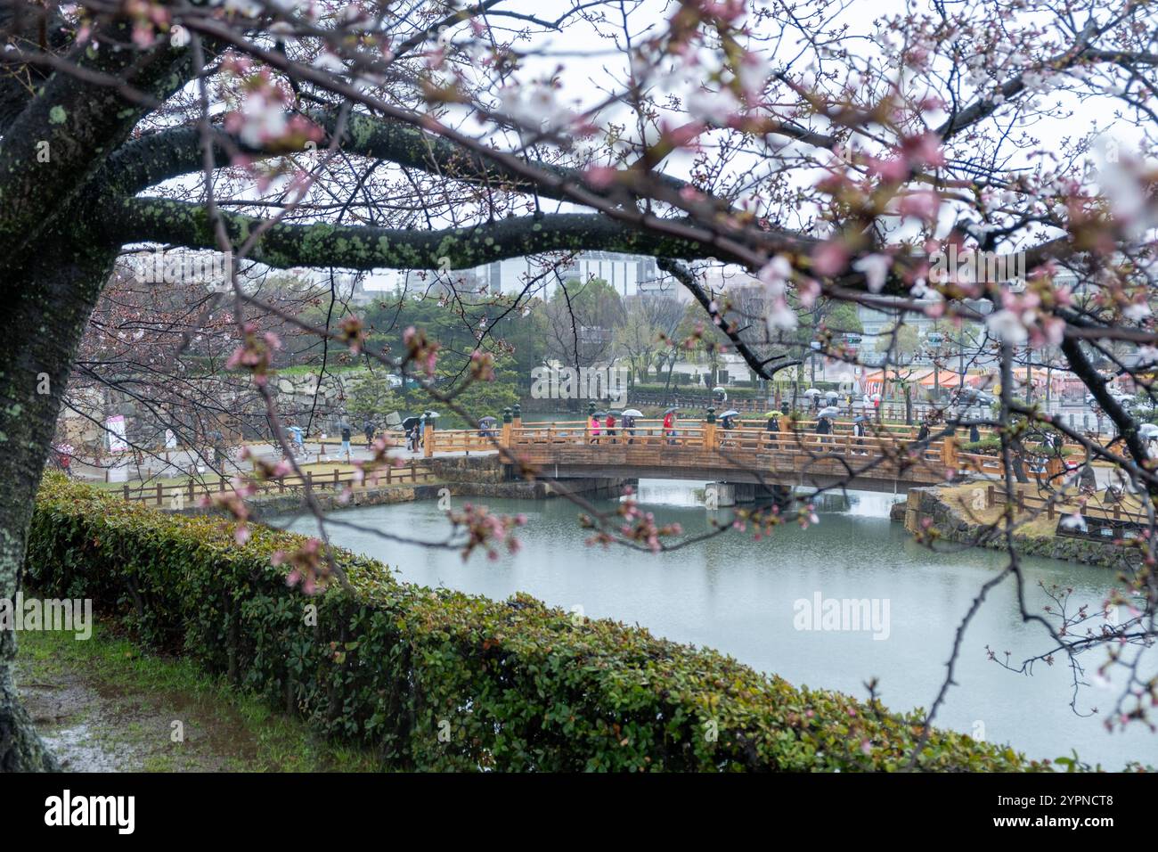 Cherry blossom tree branch closeup, people with umbrellas on Himeji ...