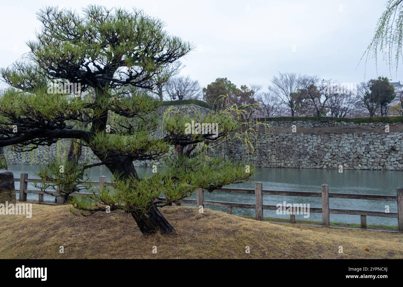 Japan, black pine tree at Himeji castle moat bank, fort stone wall and ...