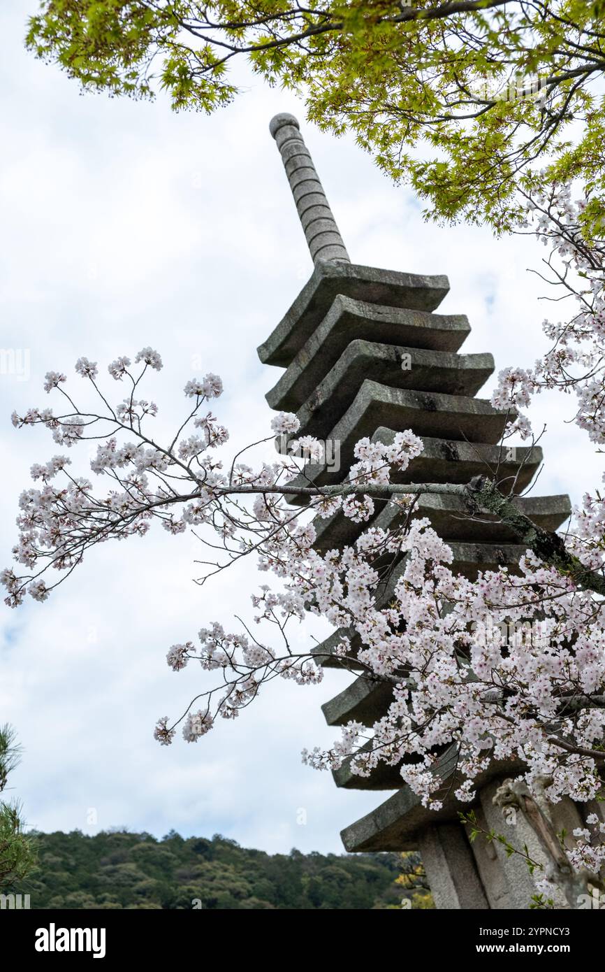 Sakura Spring season in Japan Japanese traditional stone tower pagoda ...