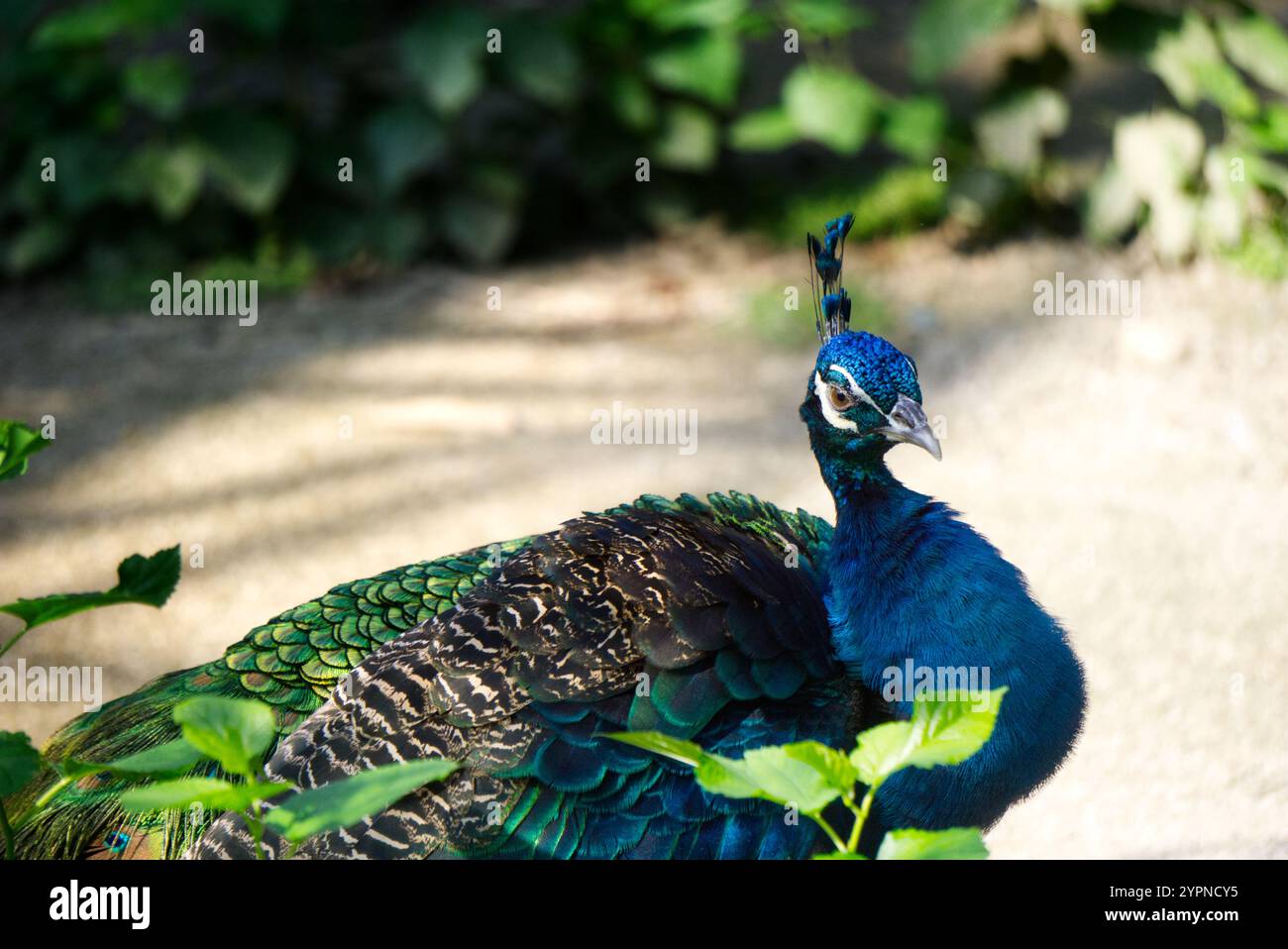 Beautiful exotic peacock park hi-res stock photography and images - Alamy