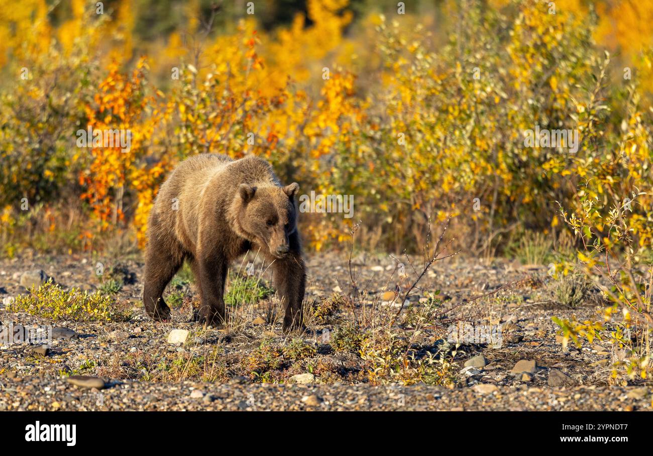 Grizzly Bear in Autumn in Denali National Park Aalska Stock Photo - Alamy