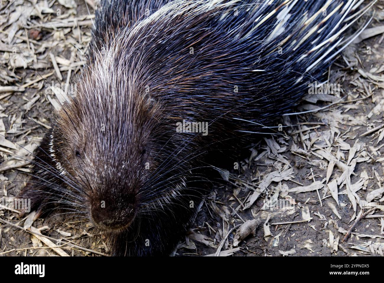 Porcupine standing hi-res stock photography and images - Alamy
