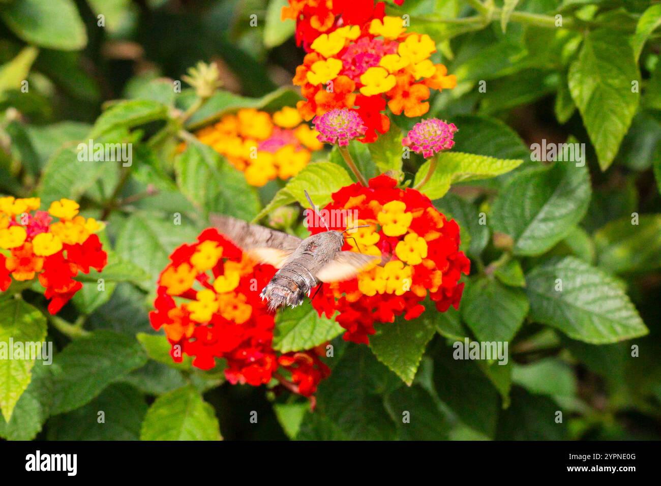 An amazing Sphingidae butterfly that looks like a hummingbird in bright ...