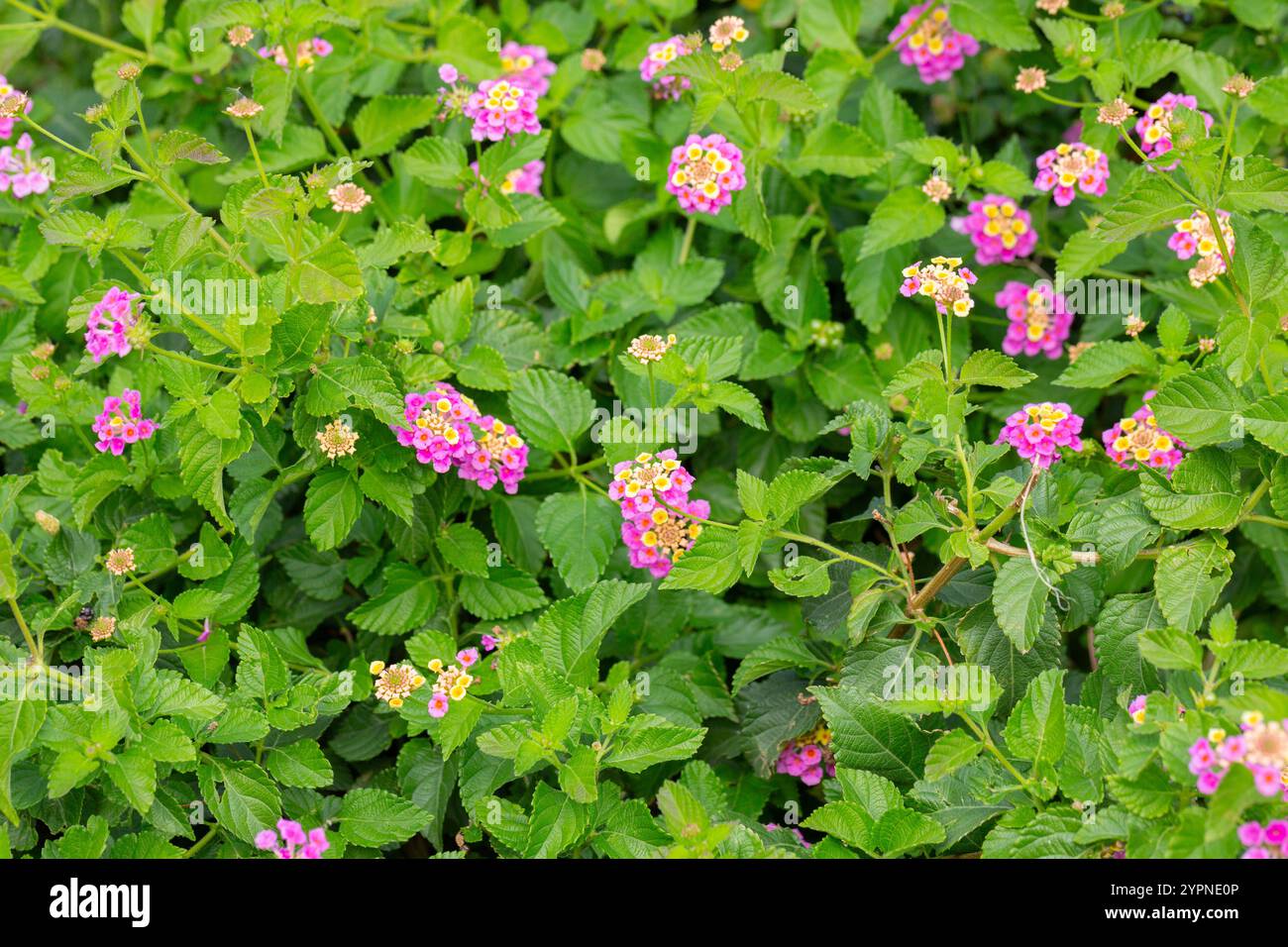 Pink Lantana flowers are species of Verbena, also known as West indian ...