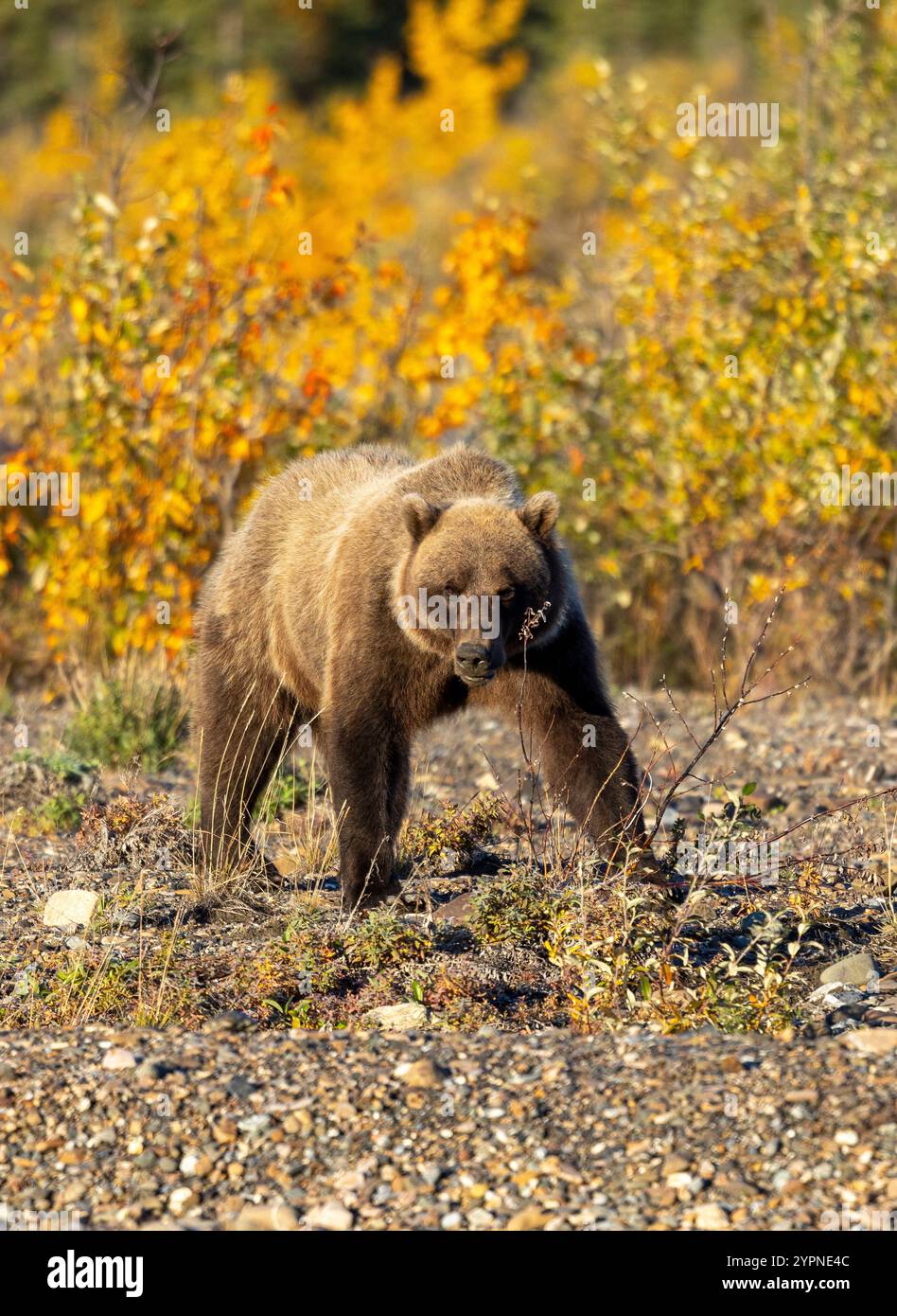 Grizzly Bear in Autumn in Denali National Park Aalska Stock Photo - Alamy