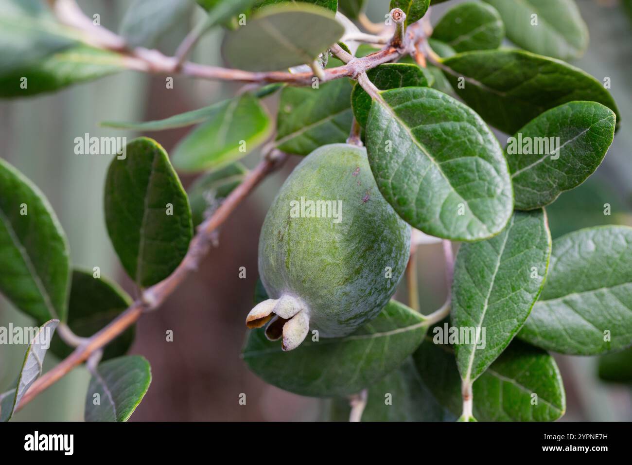 Ripe feijoa fruits on a tree (lat. Acca sellowiana). Fresh feijoa ...