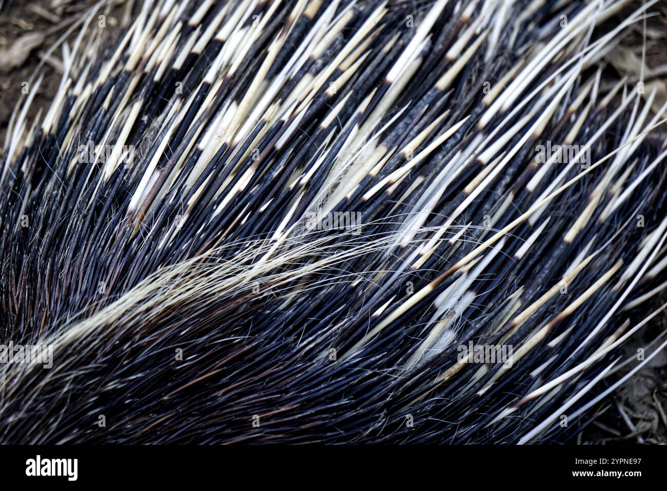 Porcupine at night hi-res stock photography and images - Alamy