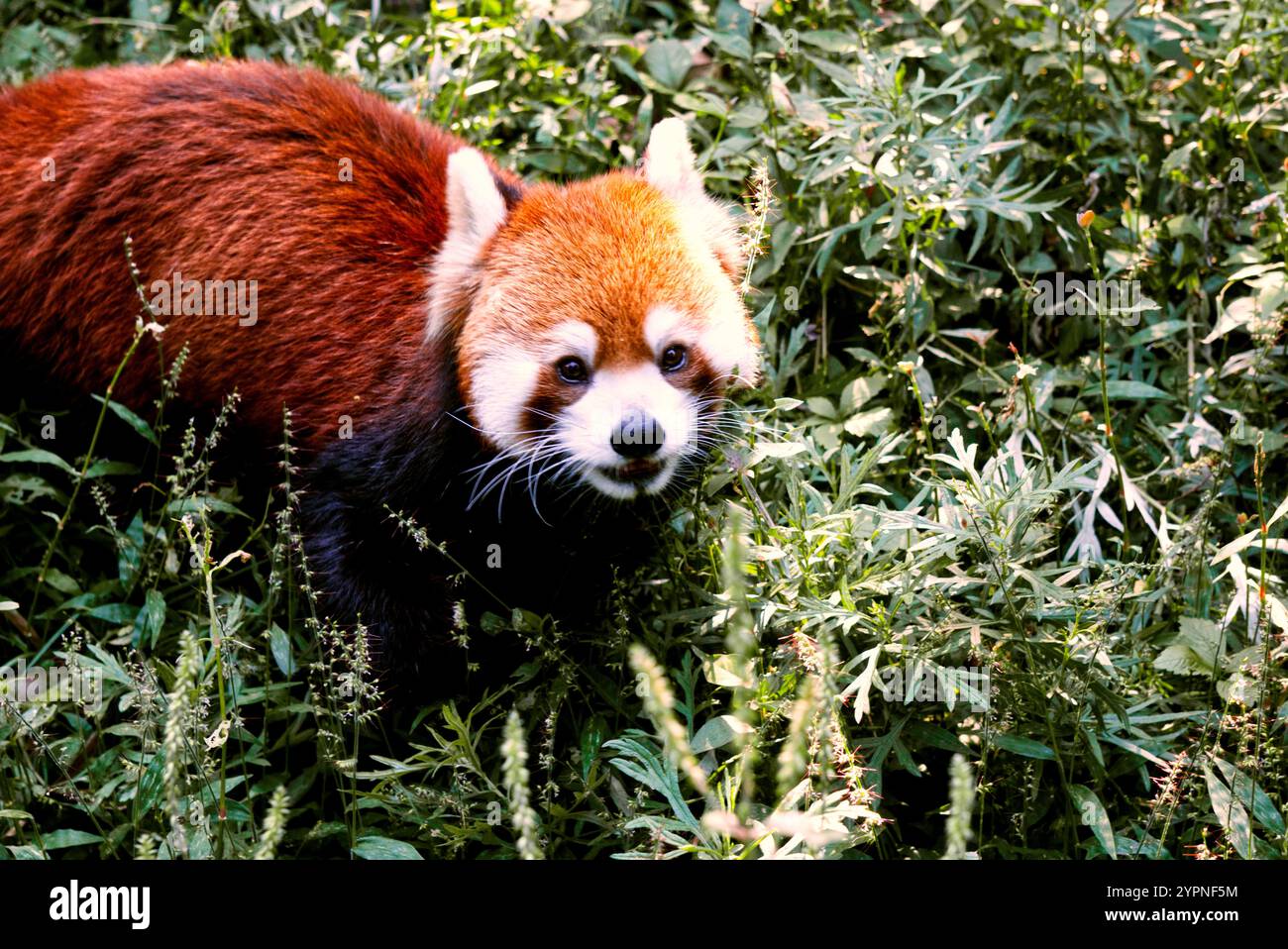 Panda lying on tree branch hi-res stock photography and images - Alamy