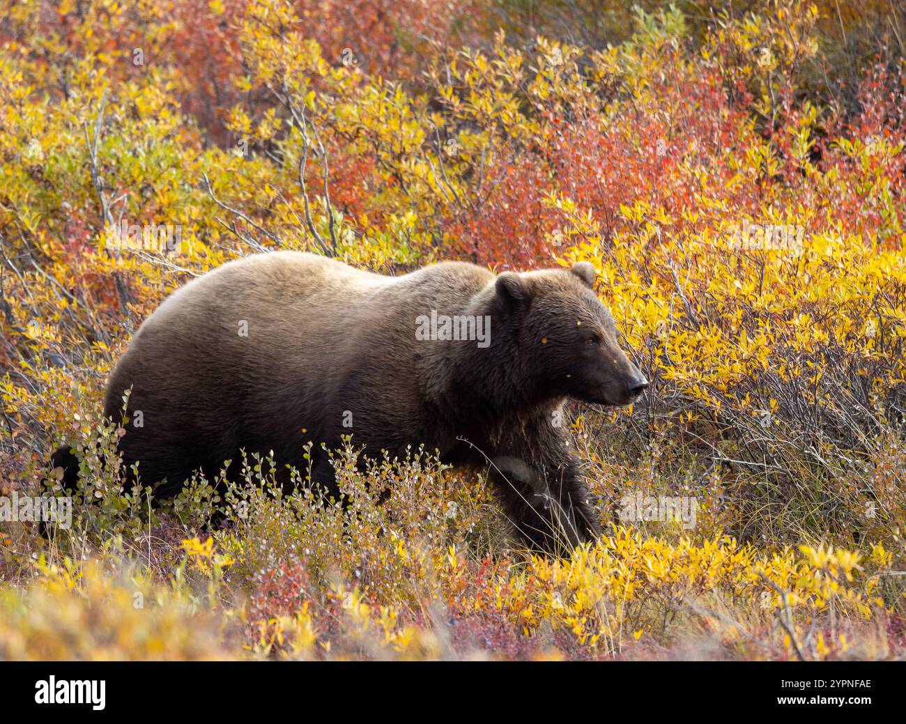 Grizzly Bear in Autumn in Denali National Park Aalska Stock Photo - Alamy