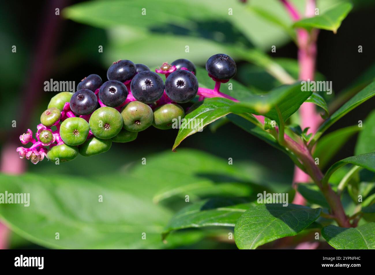 Phytolacca americana decandra, also known as American pokeweed, pokeweed, poke sallet ...