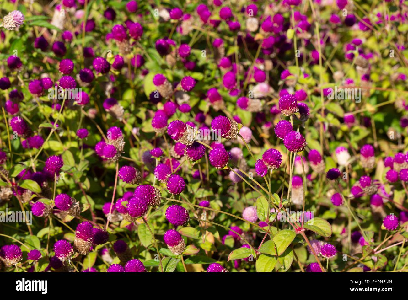 Close-up of Gomphrena globosa in shallow focus, commonly known as globe ...