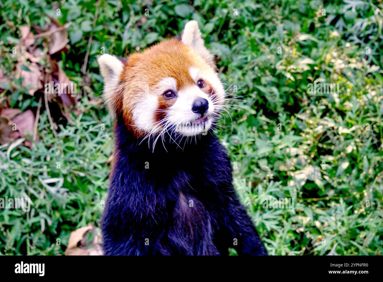 Red Panda on the ground Stock Photo - Alamy
