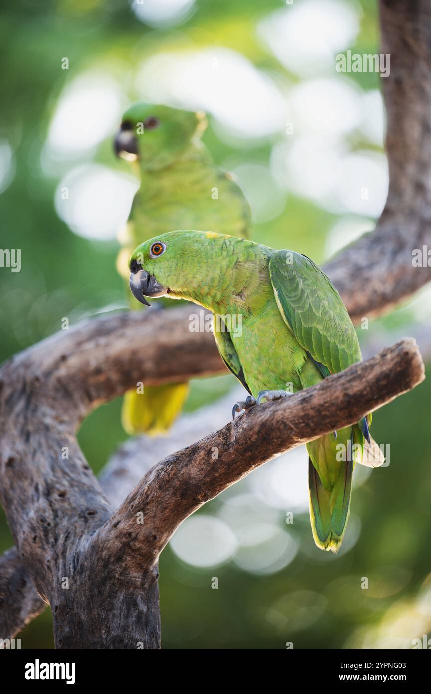 Two vibrant green parrots sit on twisted branch surrounded by greenery ...