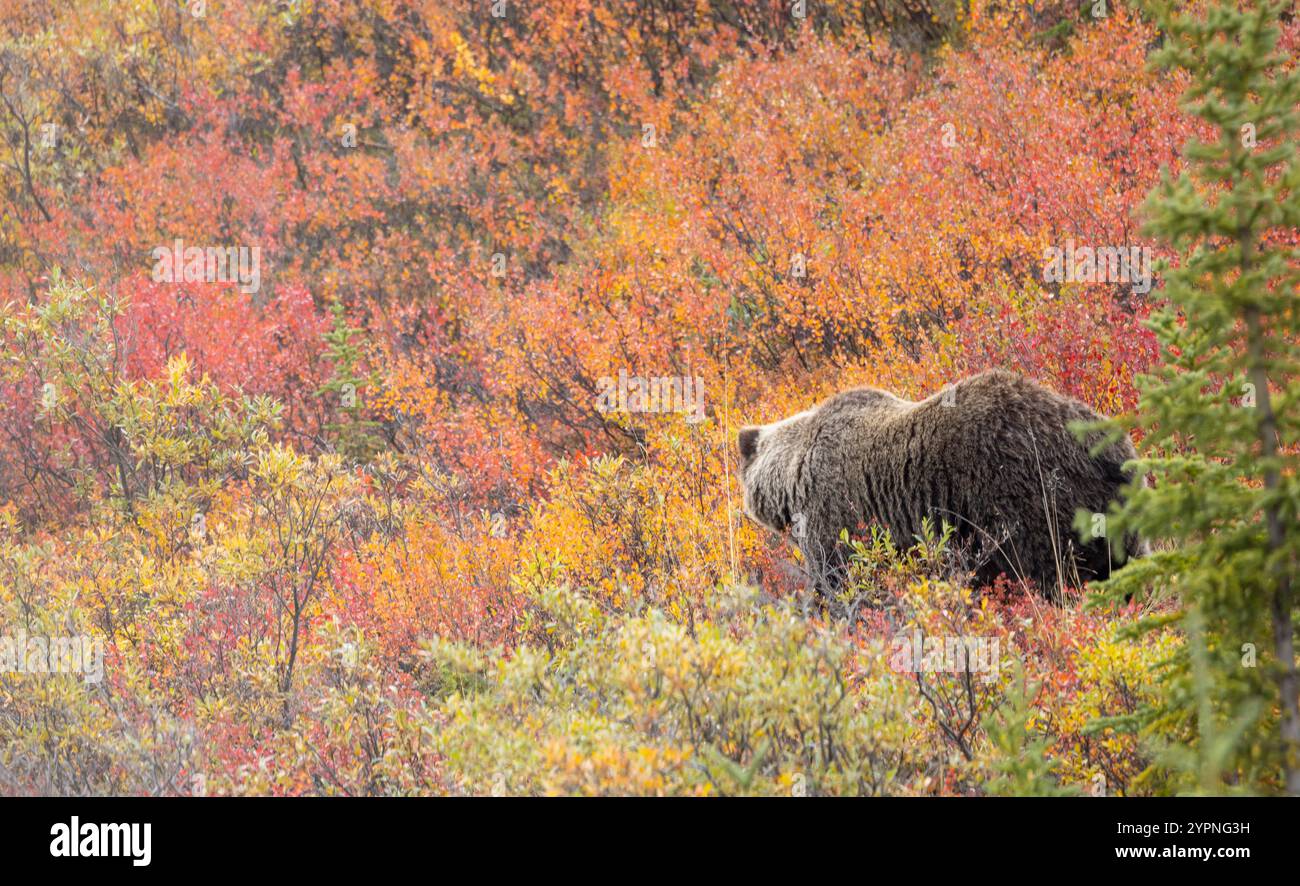 Grizzly Bear in Autumn in Denali National Park Aalska Stock Photo - Alamy