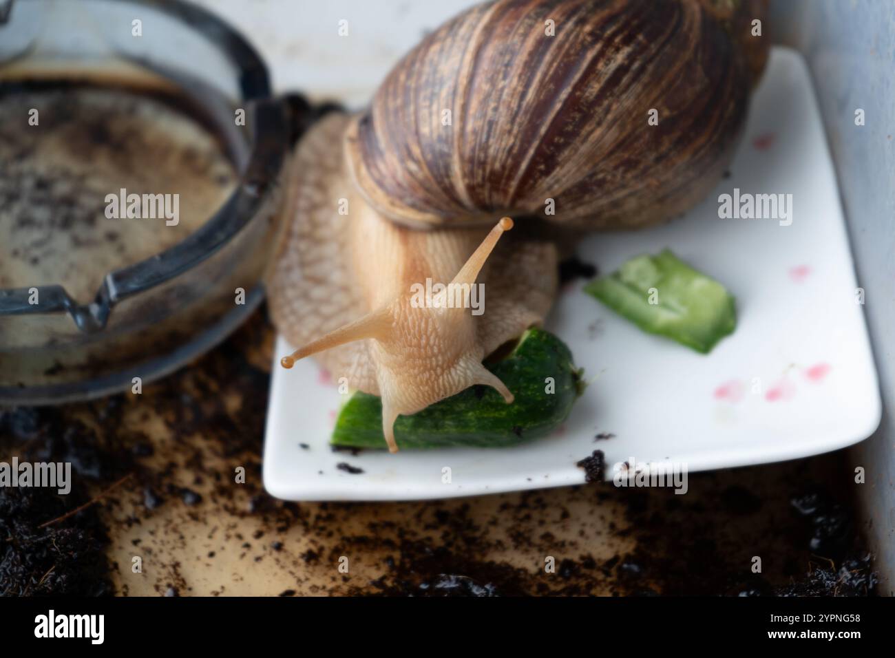 Snail snail eats green cucumber hi-res stock photography and images - Alamy