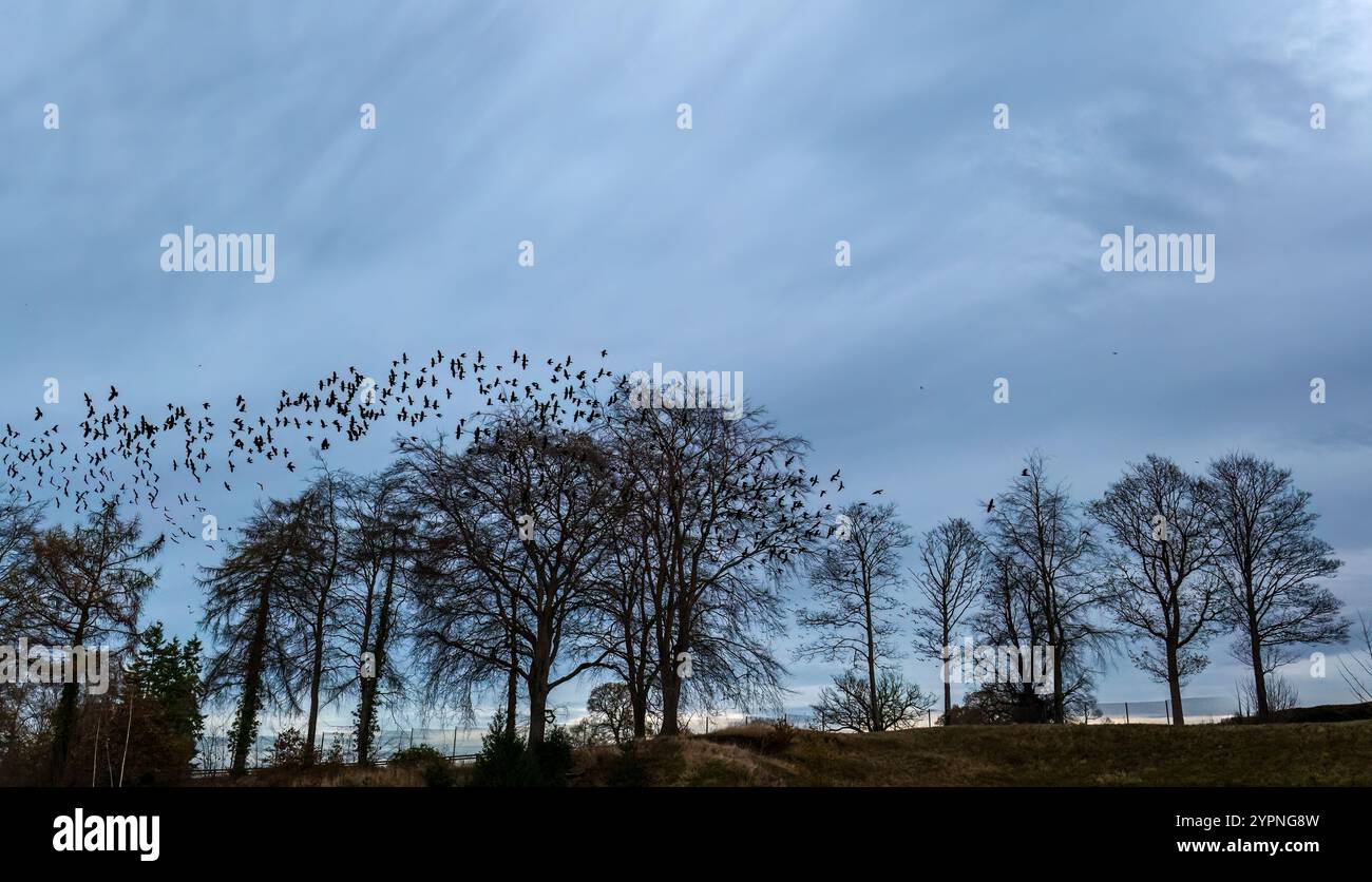 Flock of crows flying over trees silhouetted at dusk twilight, Dalkeith ...