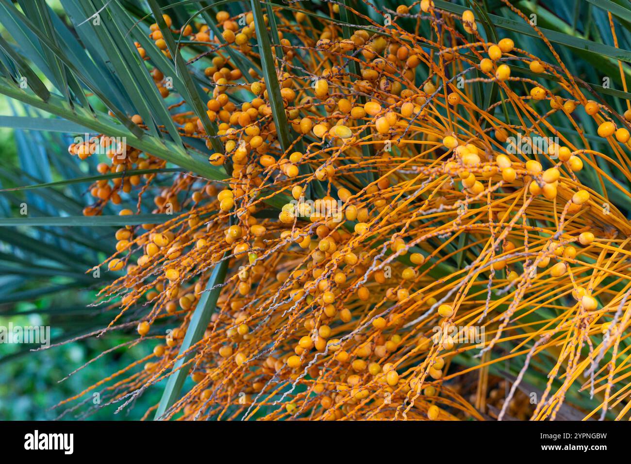 Barhi date palm hi-res stock photography and images - Alamy