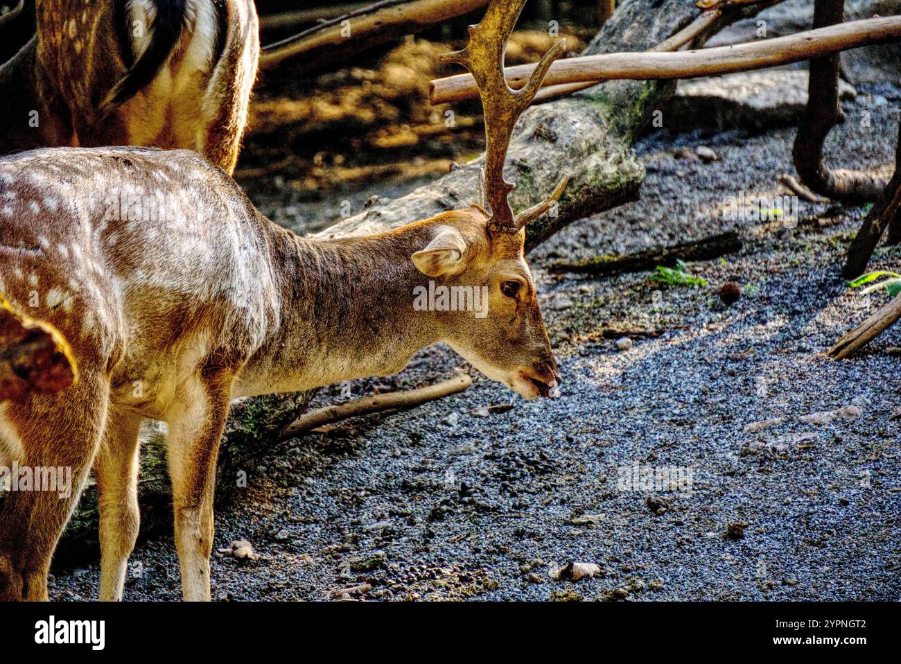 young red deer shows up Stock Photo - Alamy