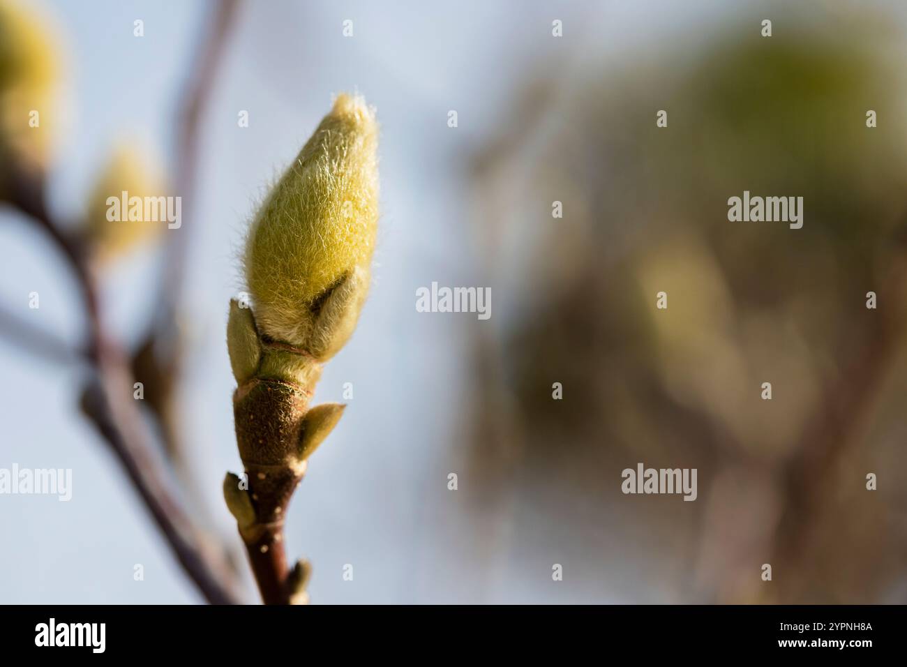 Fuzzy bud hi-res stock photography and images - Alamy
