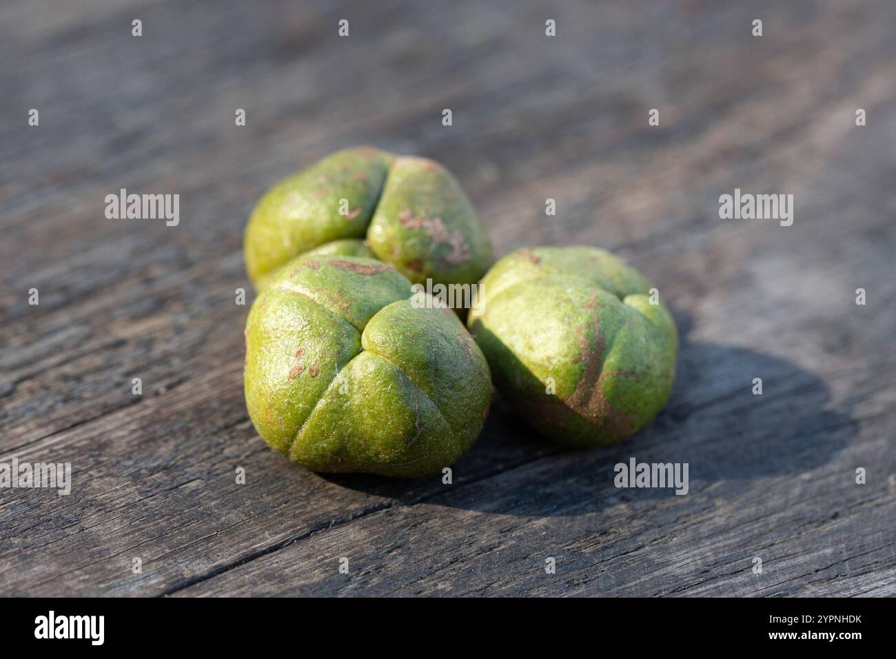 camellia seeds, close up background. seeds of Chinese camellia from the ...