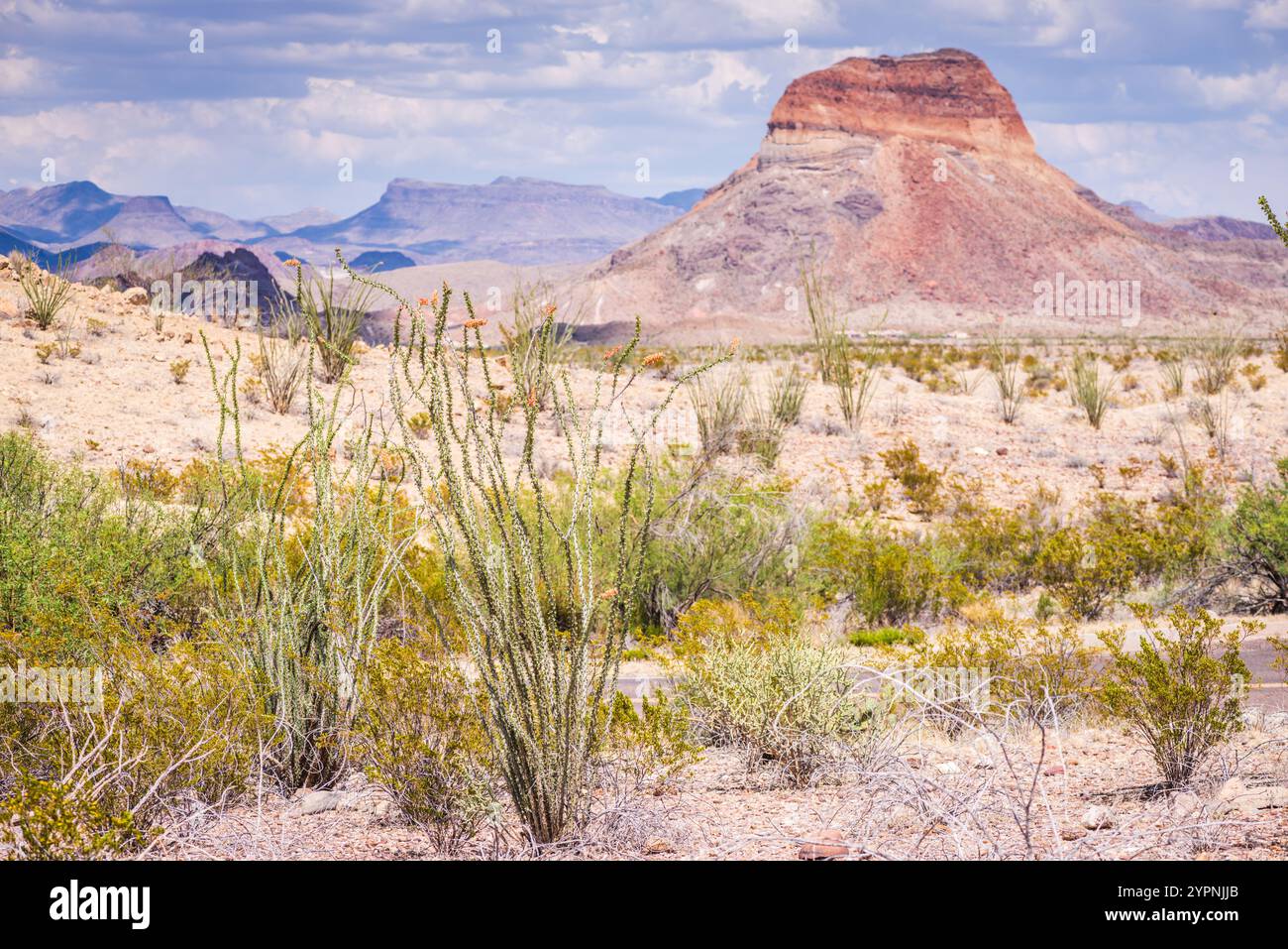 Horizontal view of view of flowering Ocotillo plant in Big Bend ...