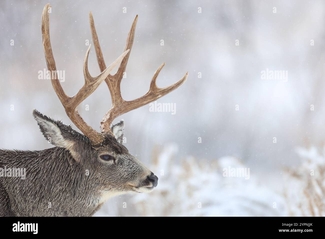 Snow refuge hi-res stock photography and images - Alamy