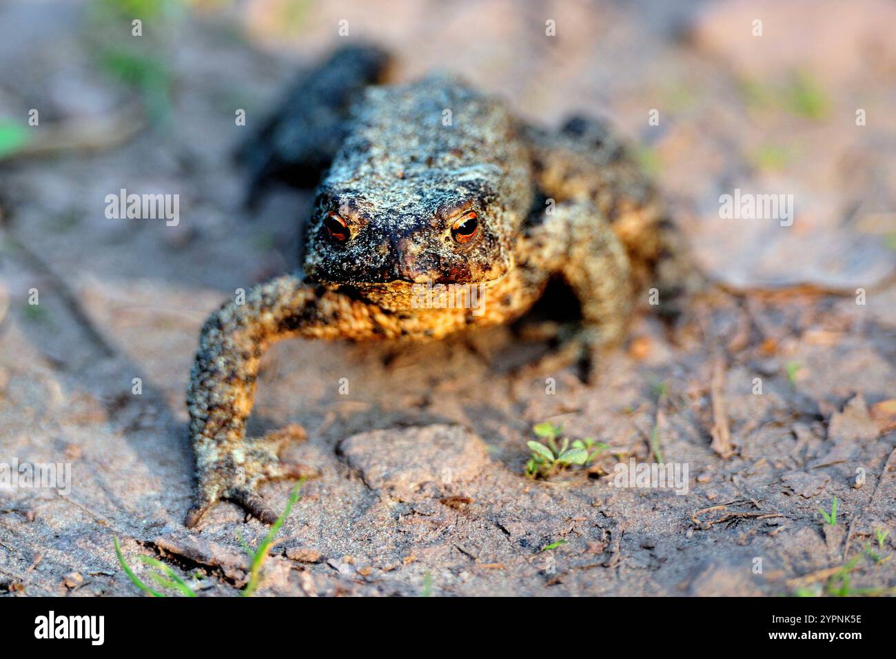 animals, frog, reptiles, beaches, nature, nature, breeding season ...