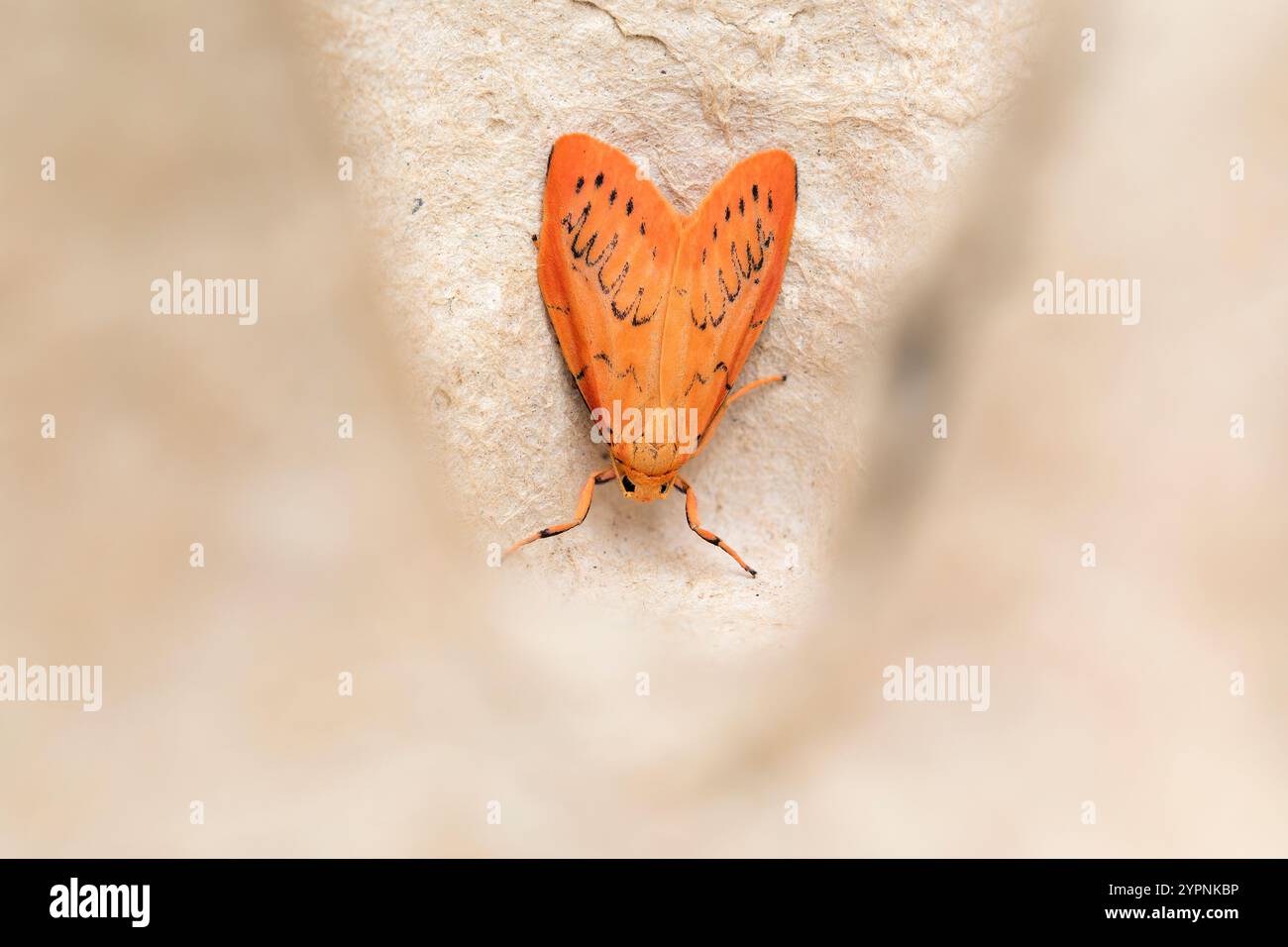 Footman moth hi-res stock photography and images - Alamy