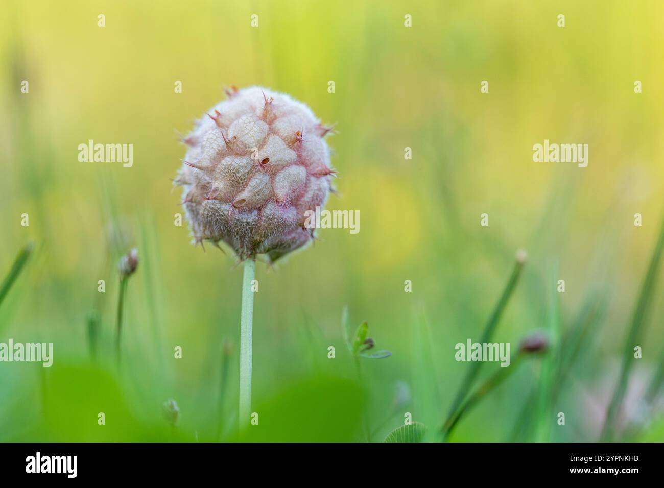 Plant trifolium fragiferum hi-res stock photography and images - Alamy