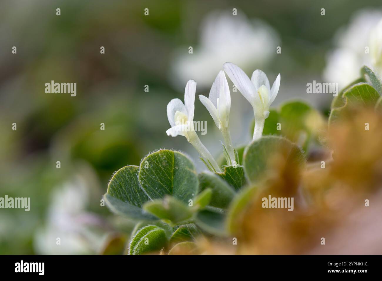 Subterranean Clover; Trifolium subterraneum; Flowering; UK Stock Photo ...