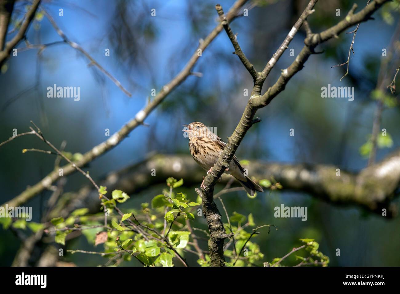 Tree pipit hi-res stock photography and images - Alamy