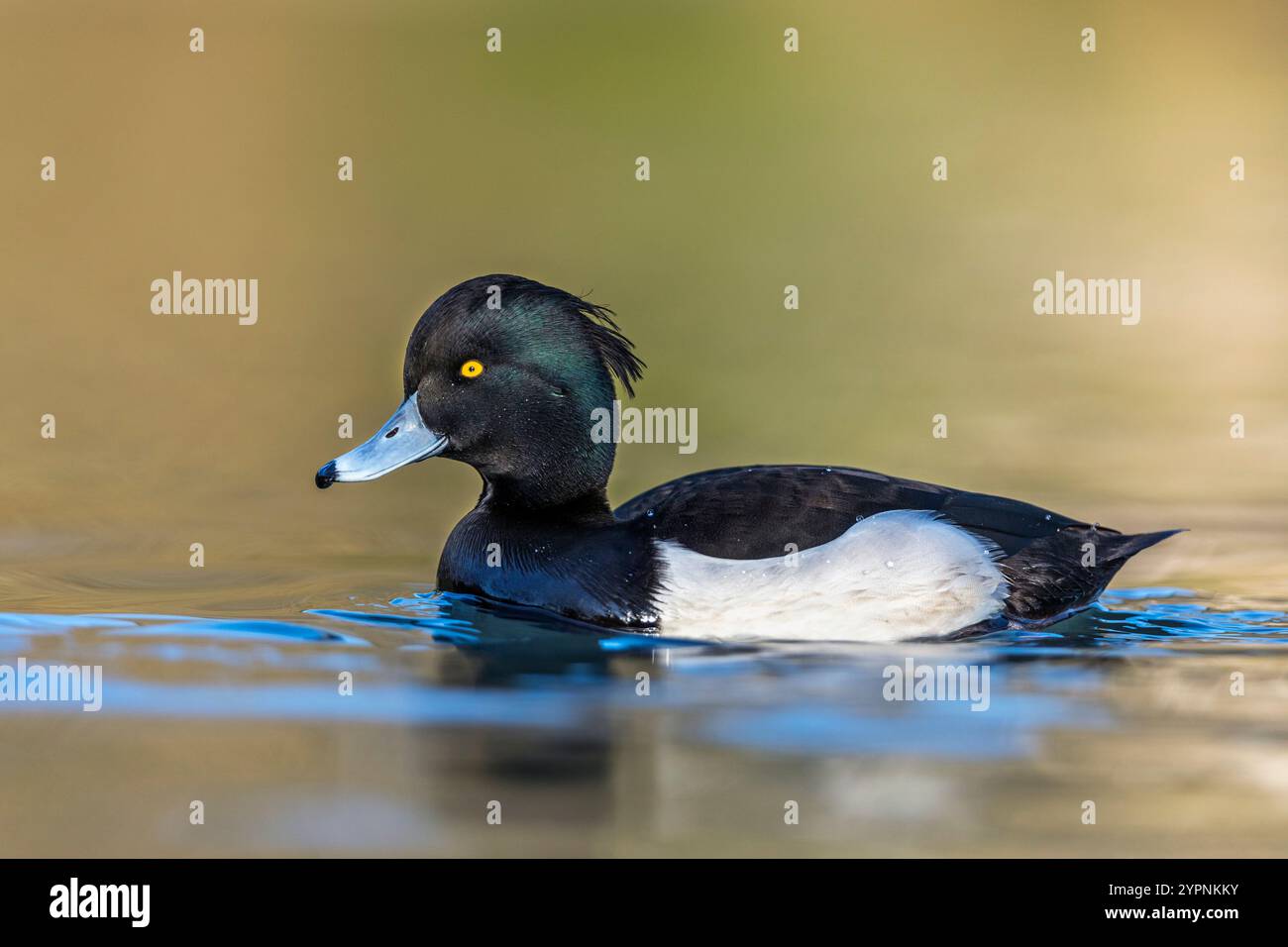 Tufted duck swim hi-res stock photography and images - Alamy