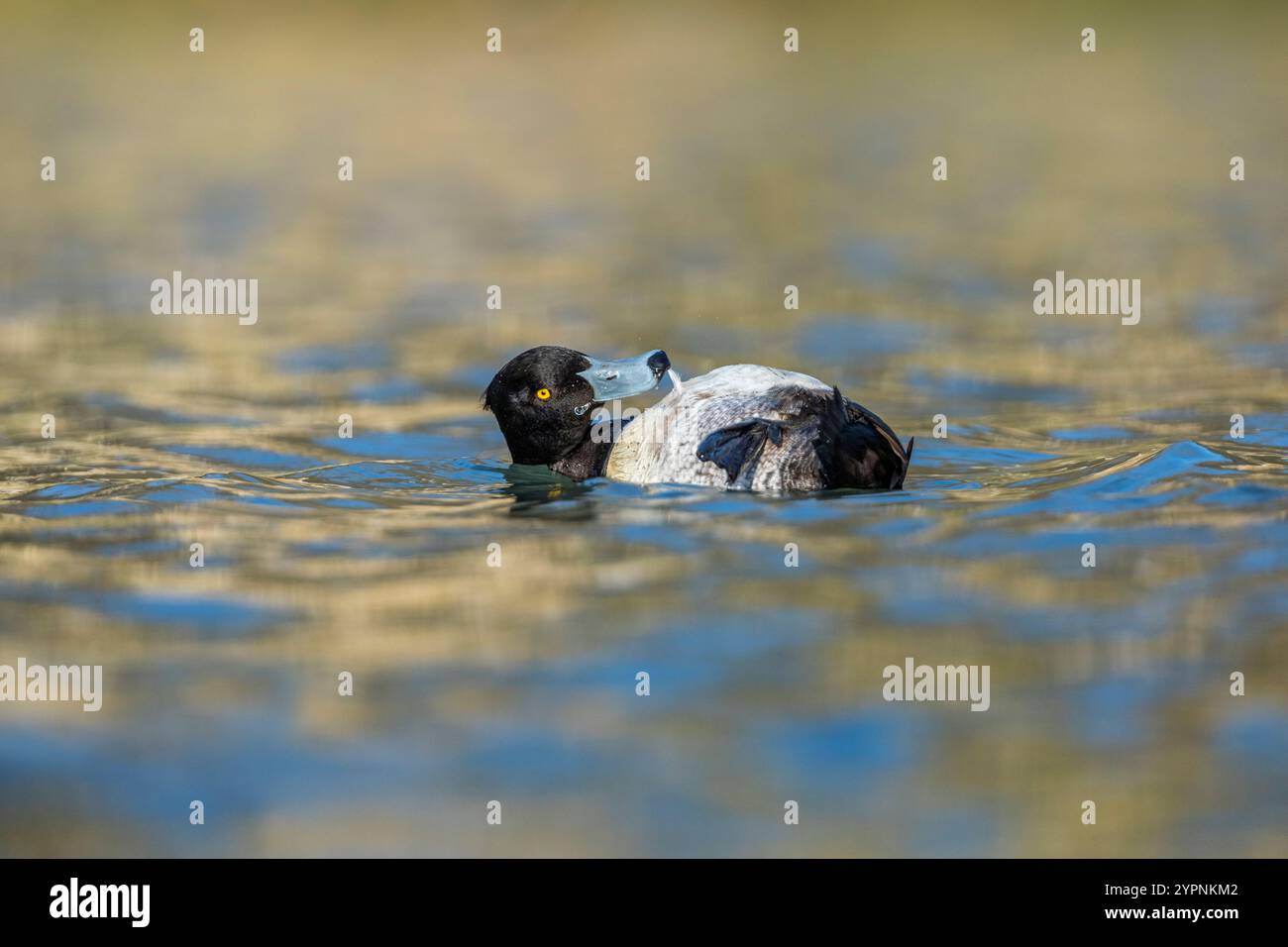Tufted Duck; Aythya fuligula; Male; Preening; UK Stock Photo - Alamy
