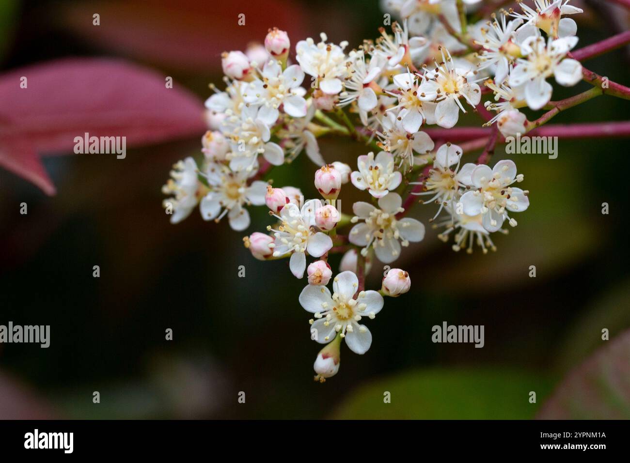 Small white flowers of Photinia Little Red Robin with bright red leaves ...