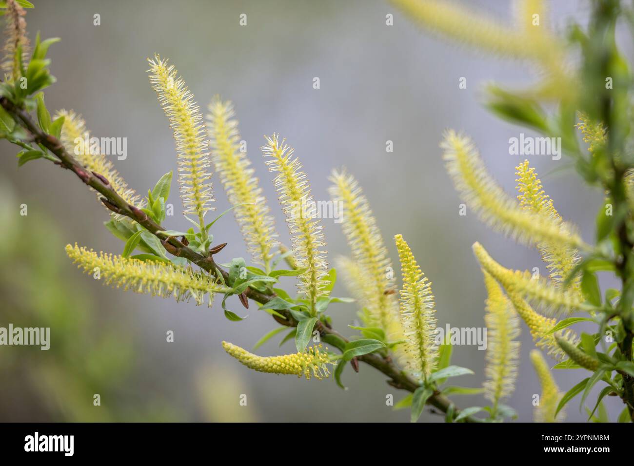 Male willow flower hi-res stock photography and images - Alamy