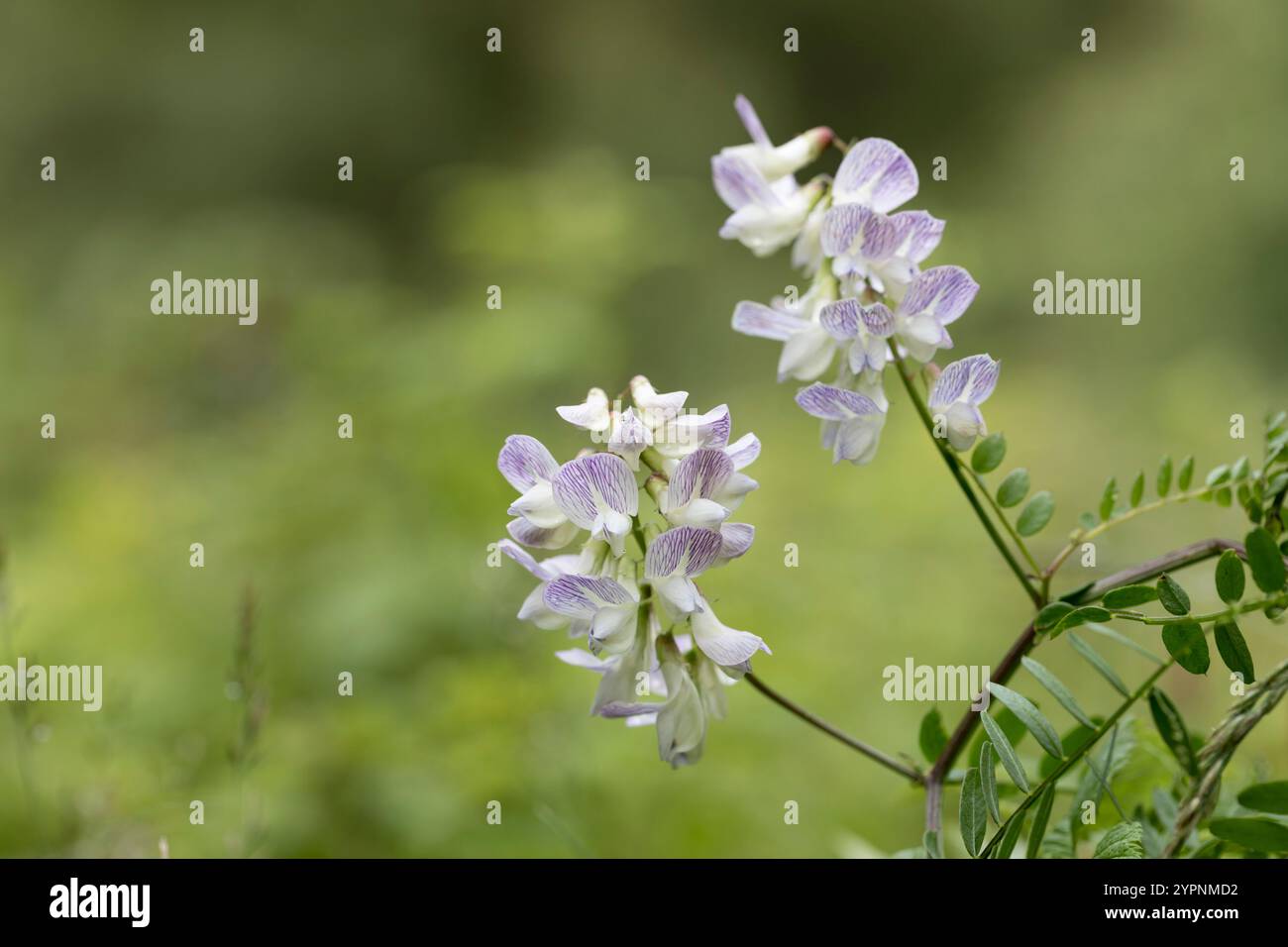 Wood Vetch; Vicia sylvatica; Flowers; UK Stock Photo - Alamy