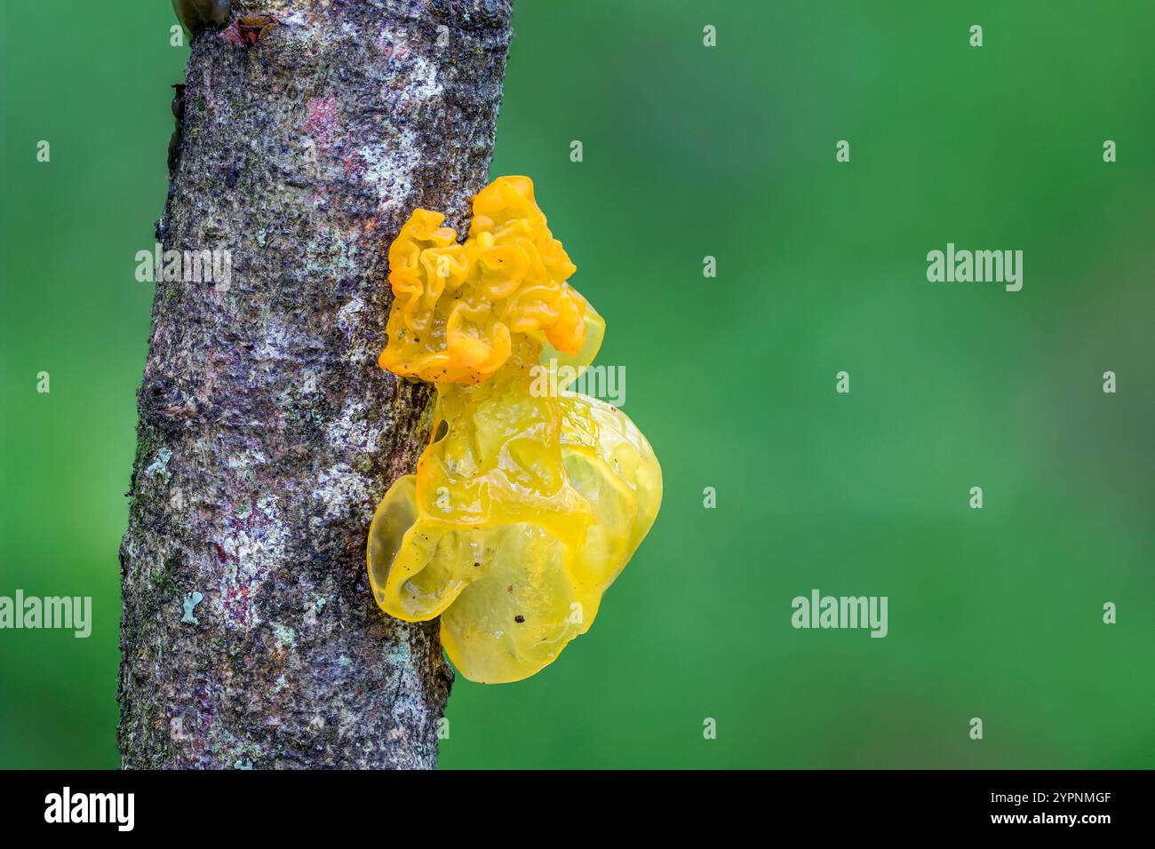 Tree brain fungus hi-res stock photography and images - Alamy
