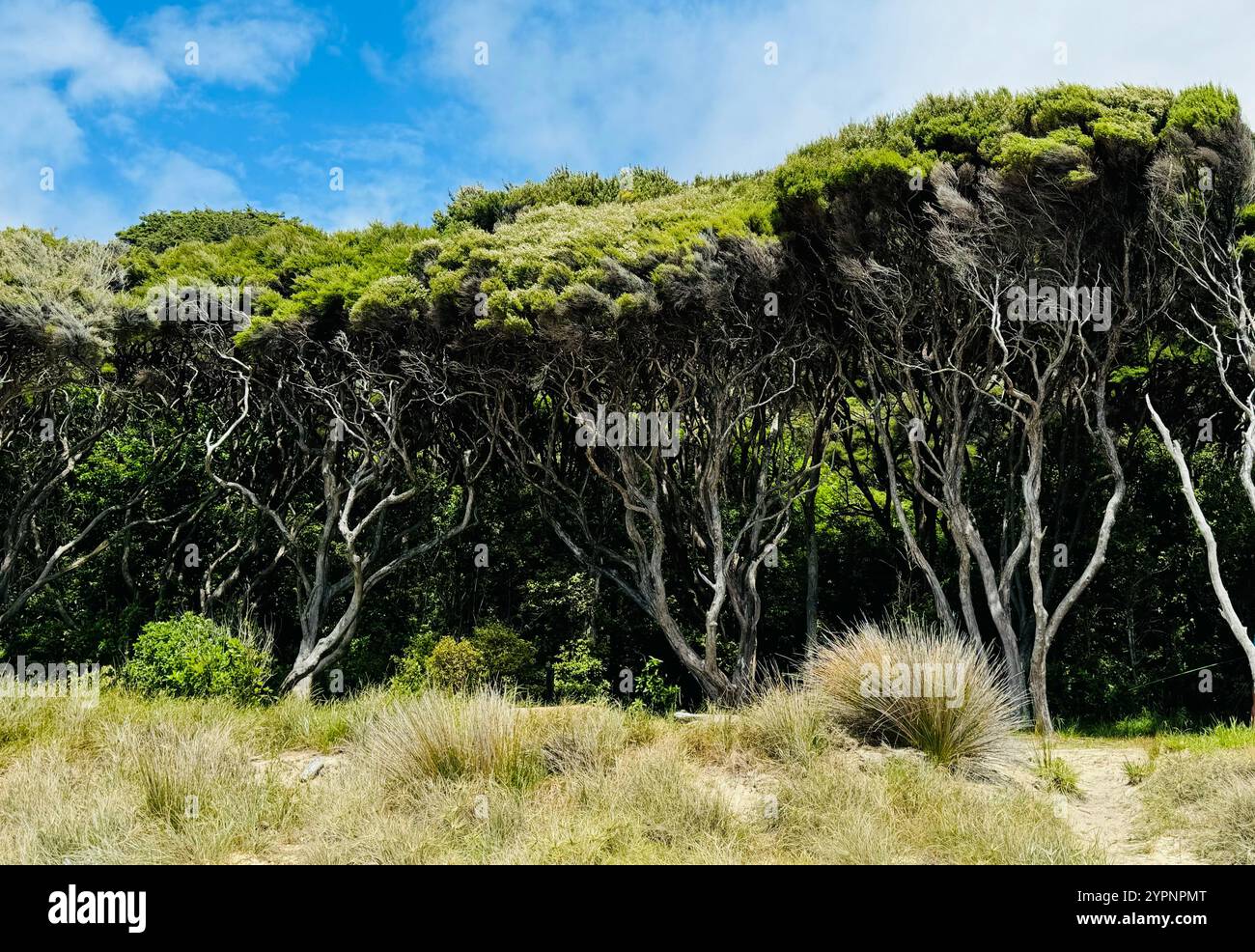 Kanuka trees and red tussock grass on Anapai Bay Beach Stock Photo - Alamy