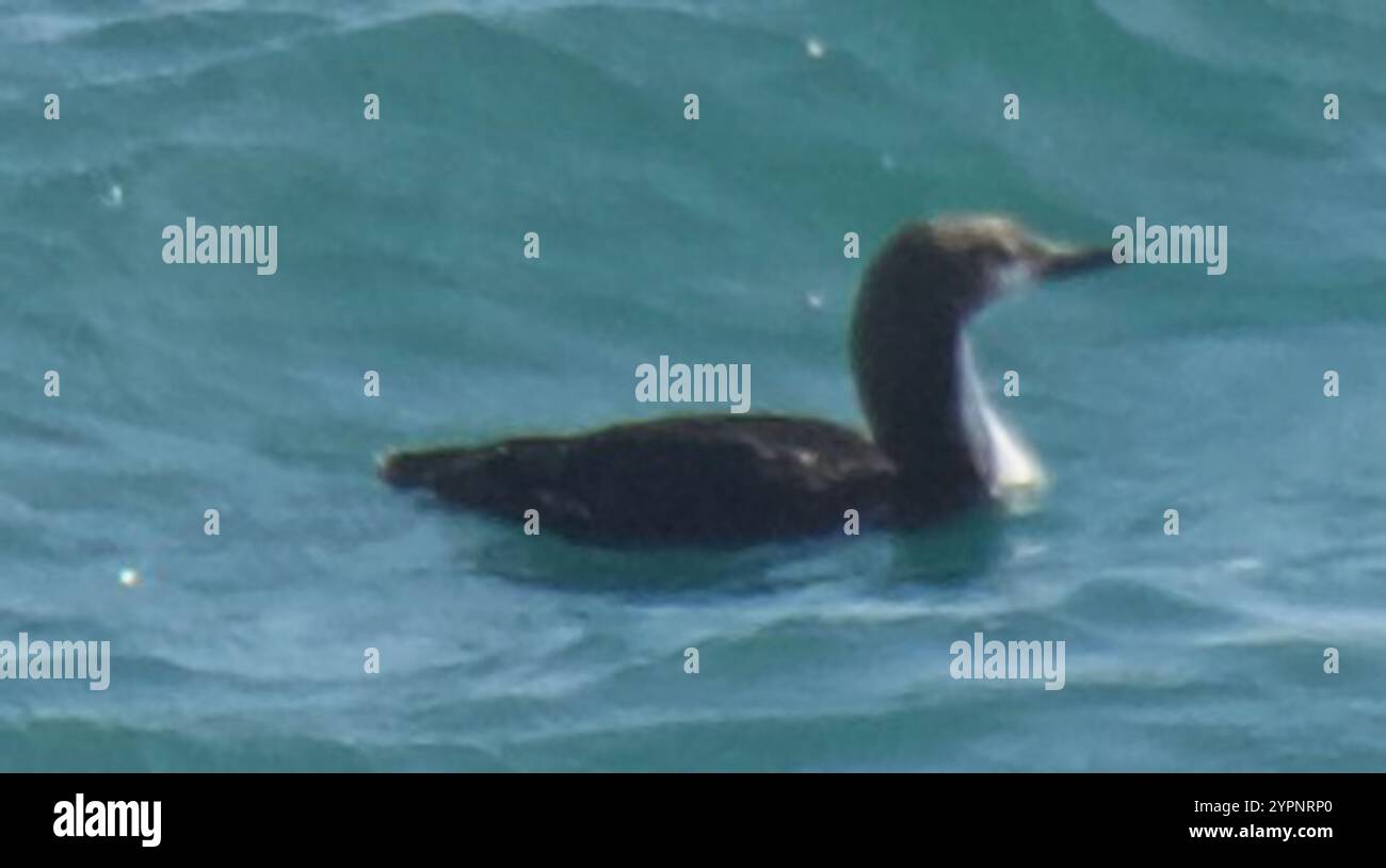 Pacific Loon (Gavia pacifica Stock Photo - Alamy