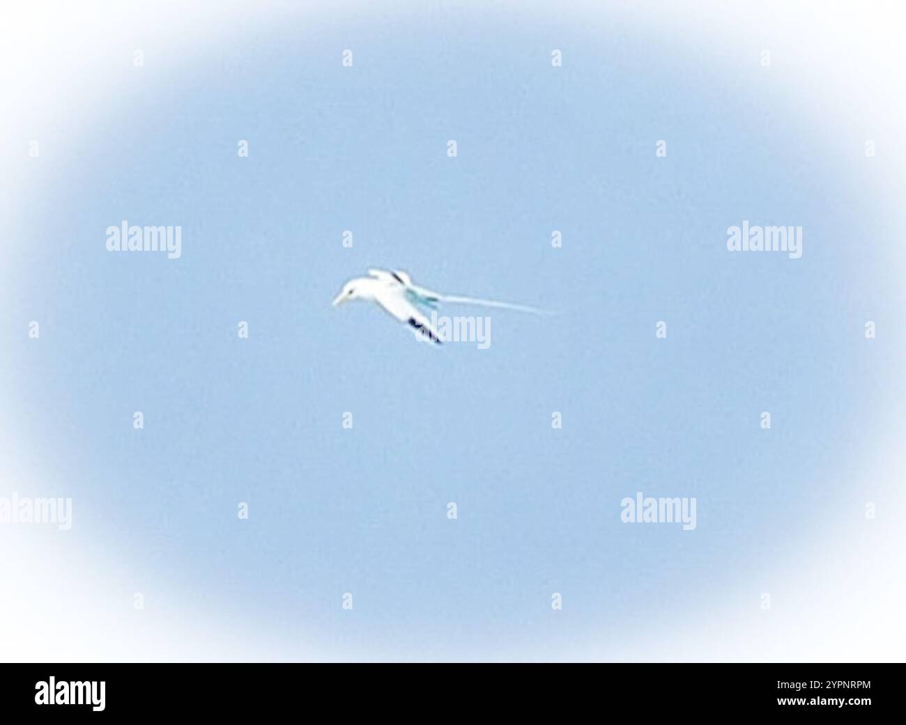 White-tailed Tropicbird (Phaethon lepturus Stock Photo - Alamy