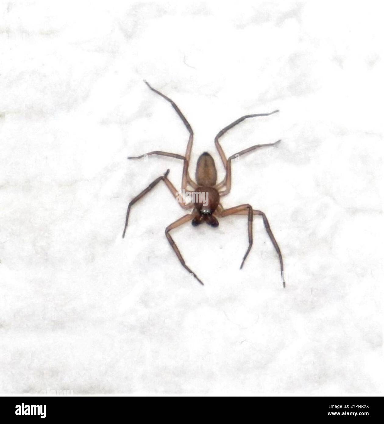 Southern African Scorpion Spiders (Platyoides Stock Photo - Alamy