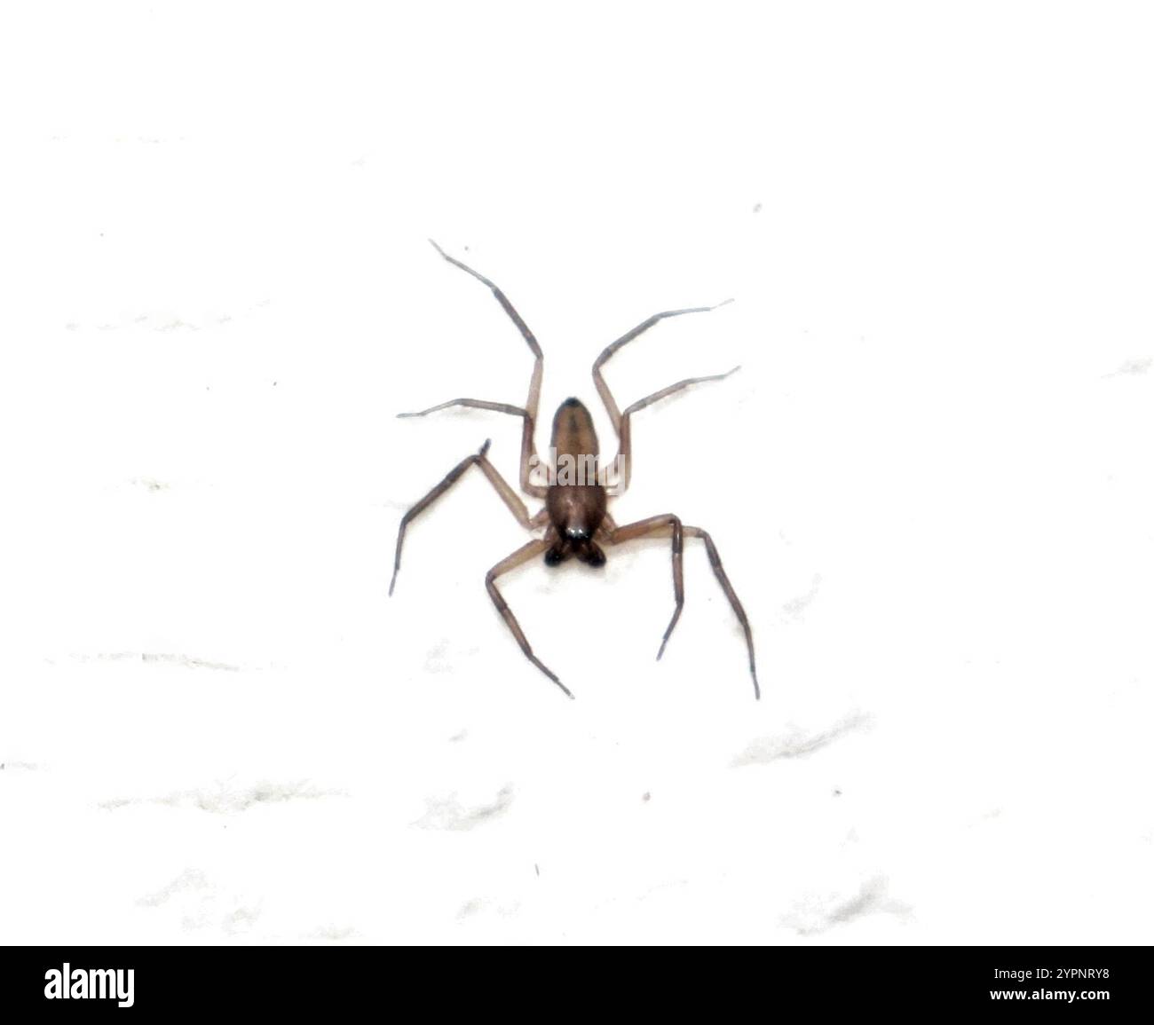 Southern African Scorpion Spiders (Platyoides Stock Photo - Alamy