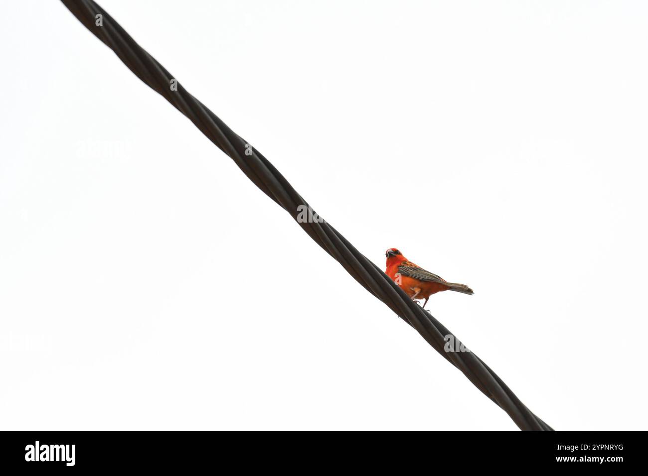 Red Fody (Foudia madagascariensis Stock Photo - Alamy