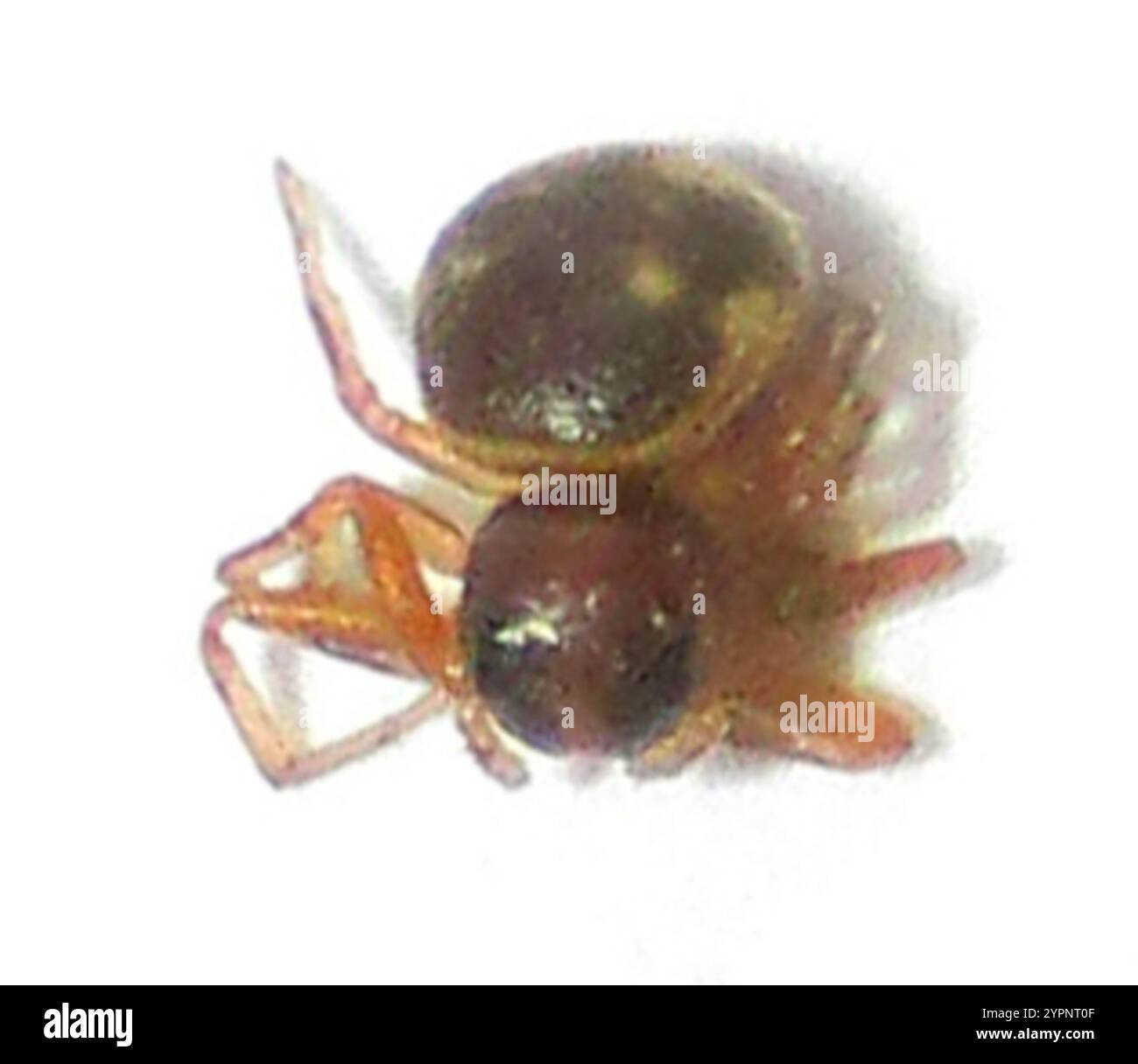 Beetle crab spiders (Mystaria Stock Photo - Alamy