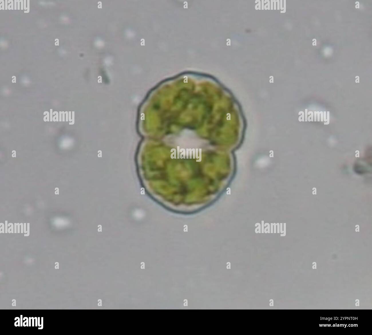 Cosmarium hi-res stock photography and images - Alamy