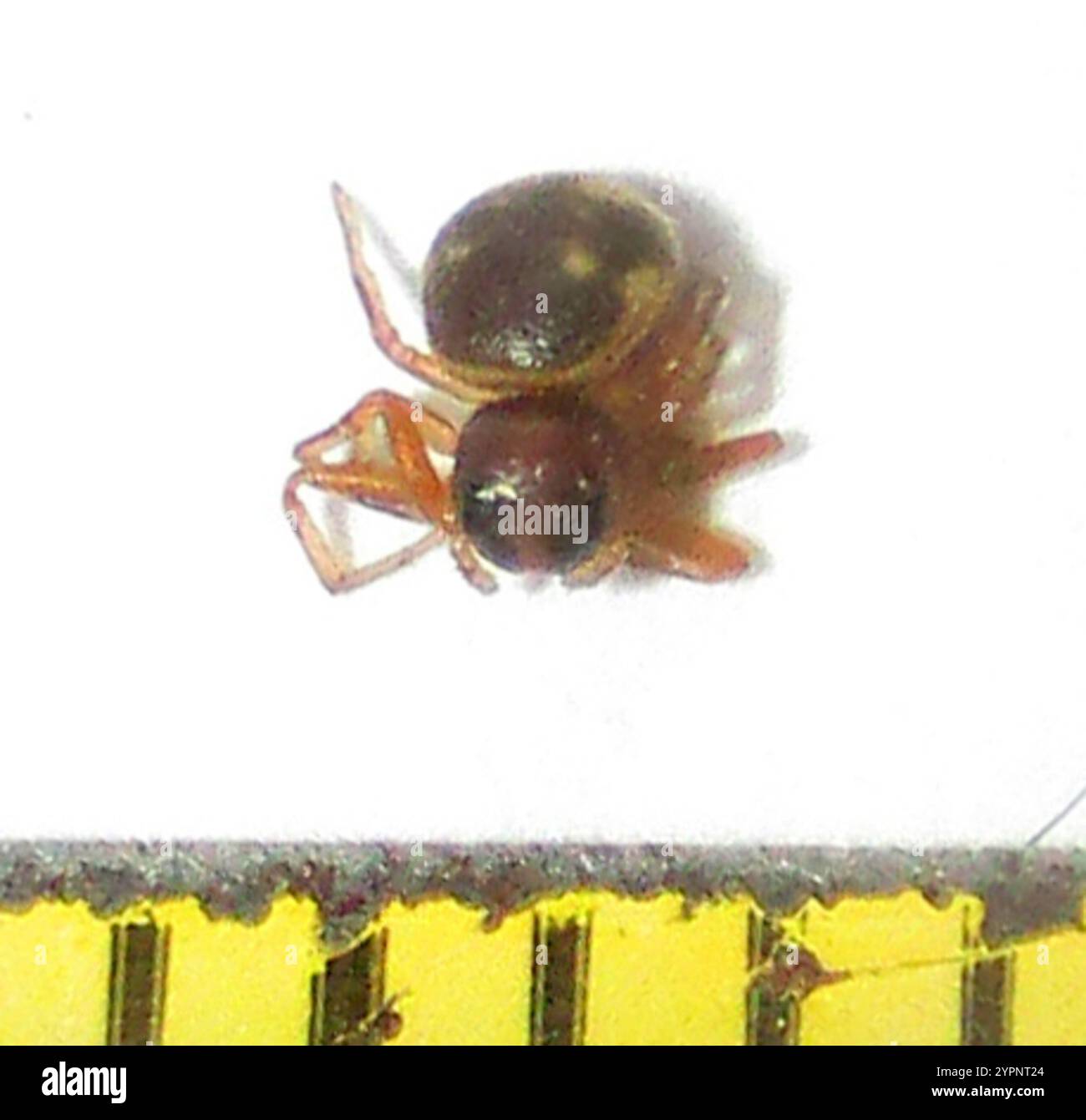 Beetle crab spiders (Mystaria Stock Photo - Alamy